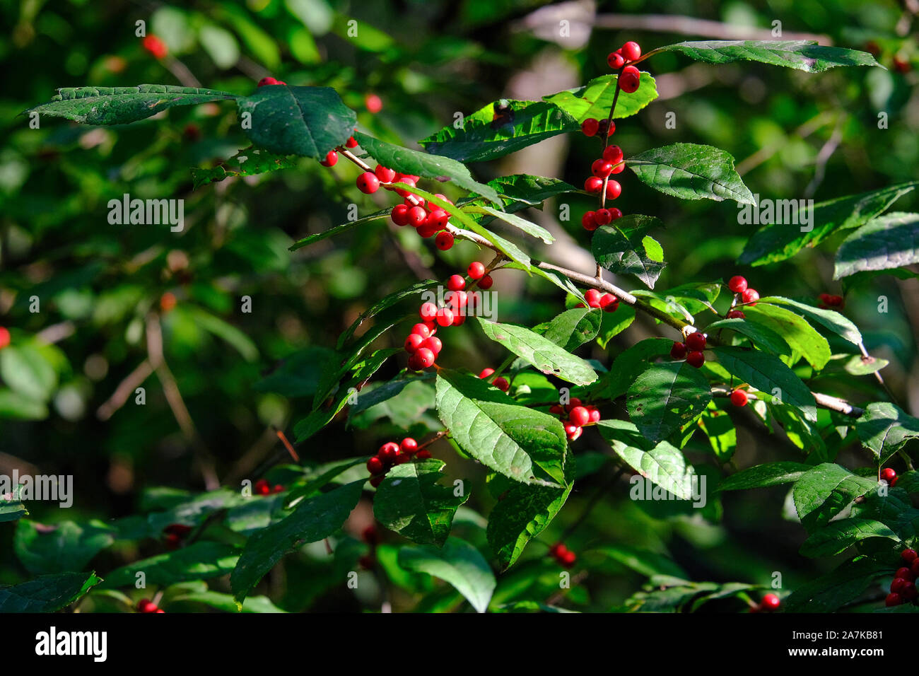 Orange holly berries hi-res stock photography and images - Alamy