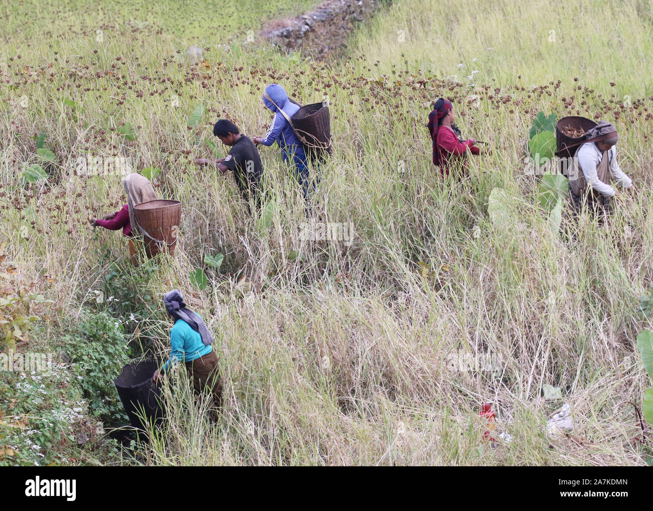 Workers in fields surrounding Sikles, Himalayas, Nepal harvest Millet ...