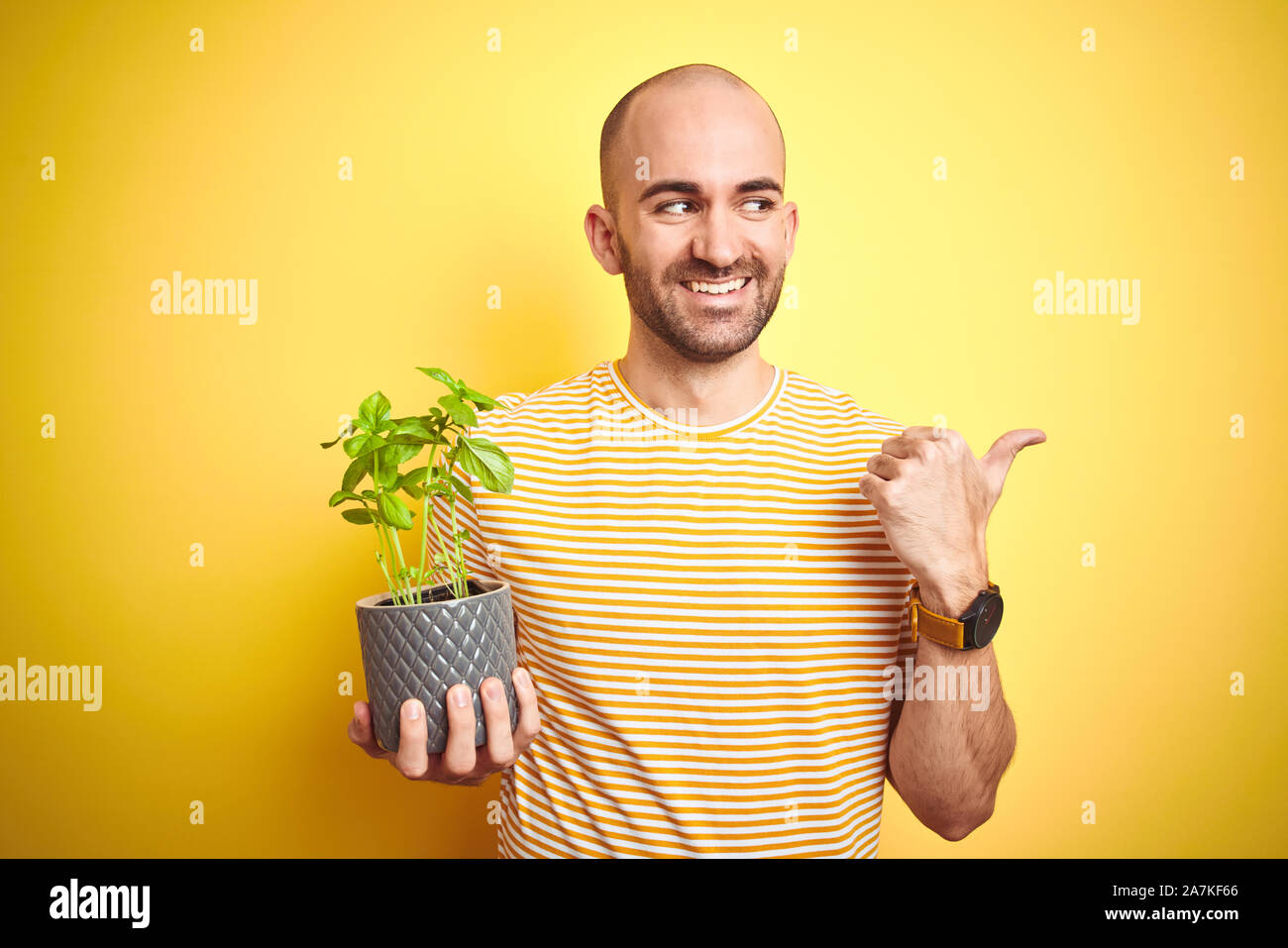 Young man holding basil plat plot over isolated yellow background ...