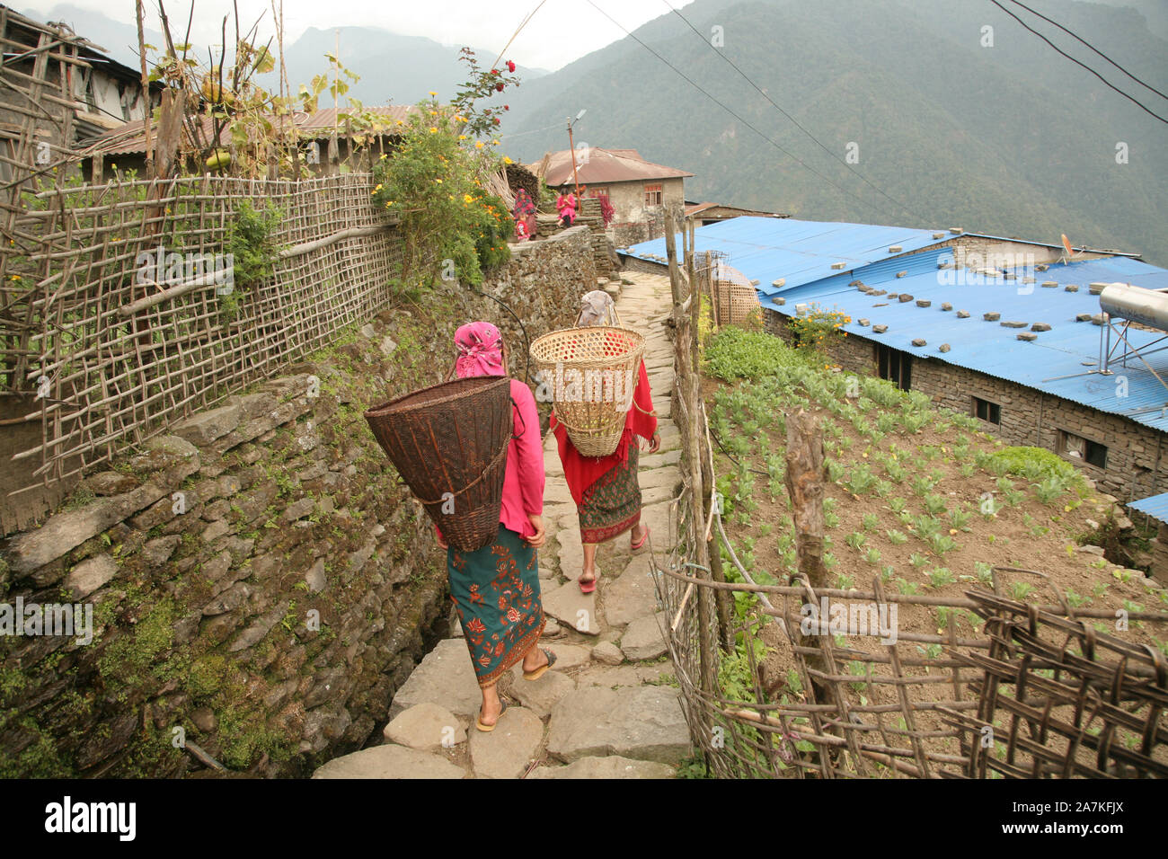 Gurung women carrying traditional baskets, Sikles, Himalayas, Nepal ...