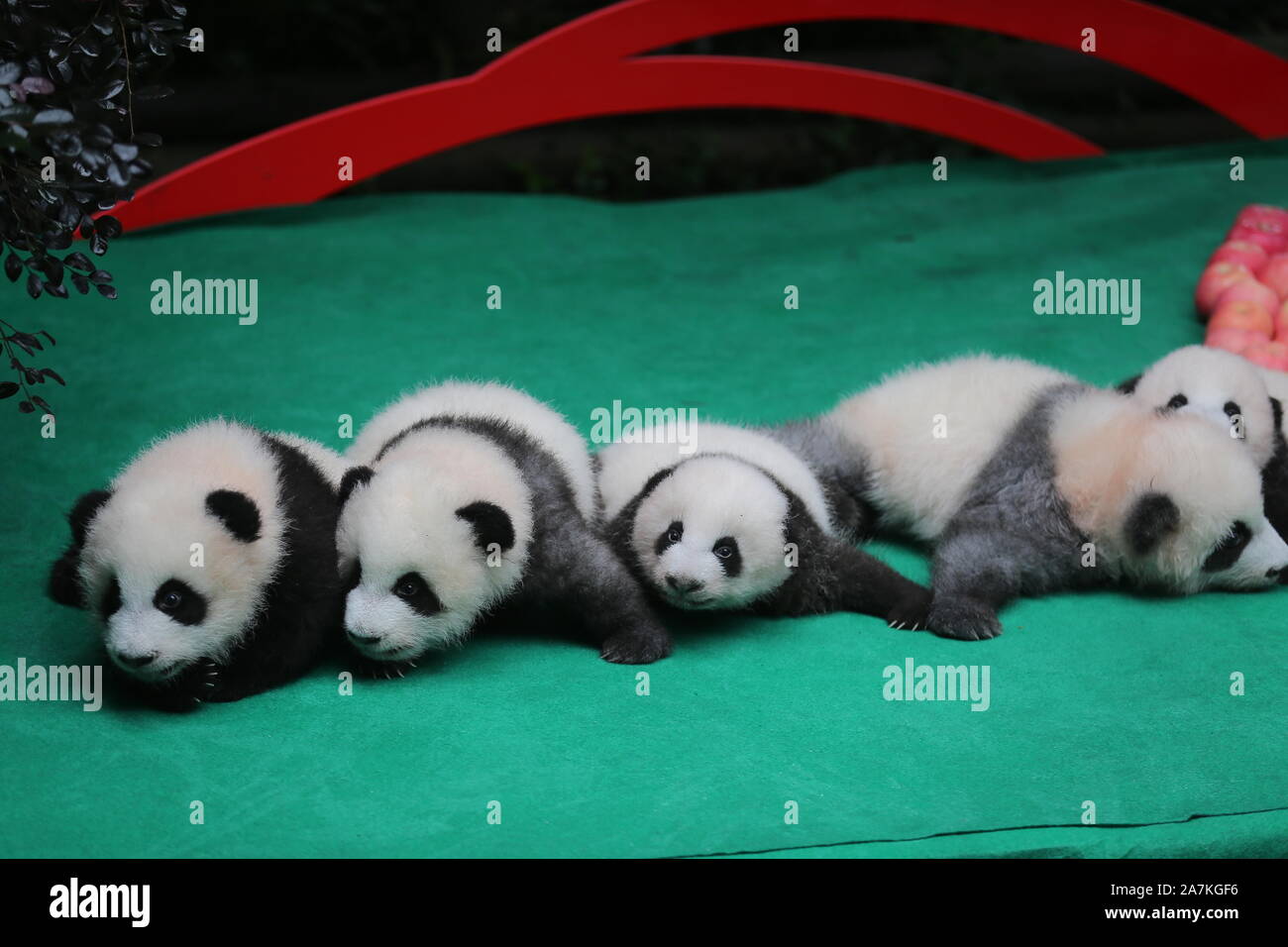 Giant panda cubs born in 2019 including world's heaviest captive-bred ...