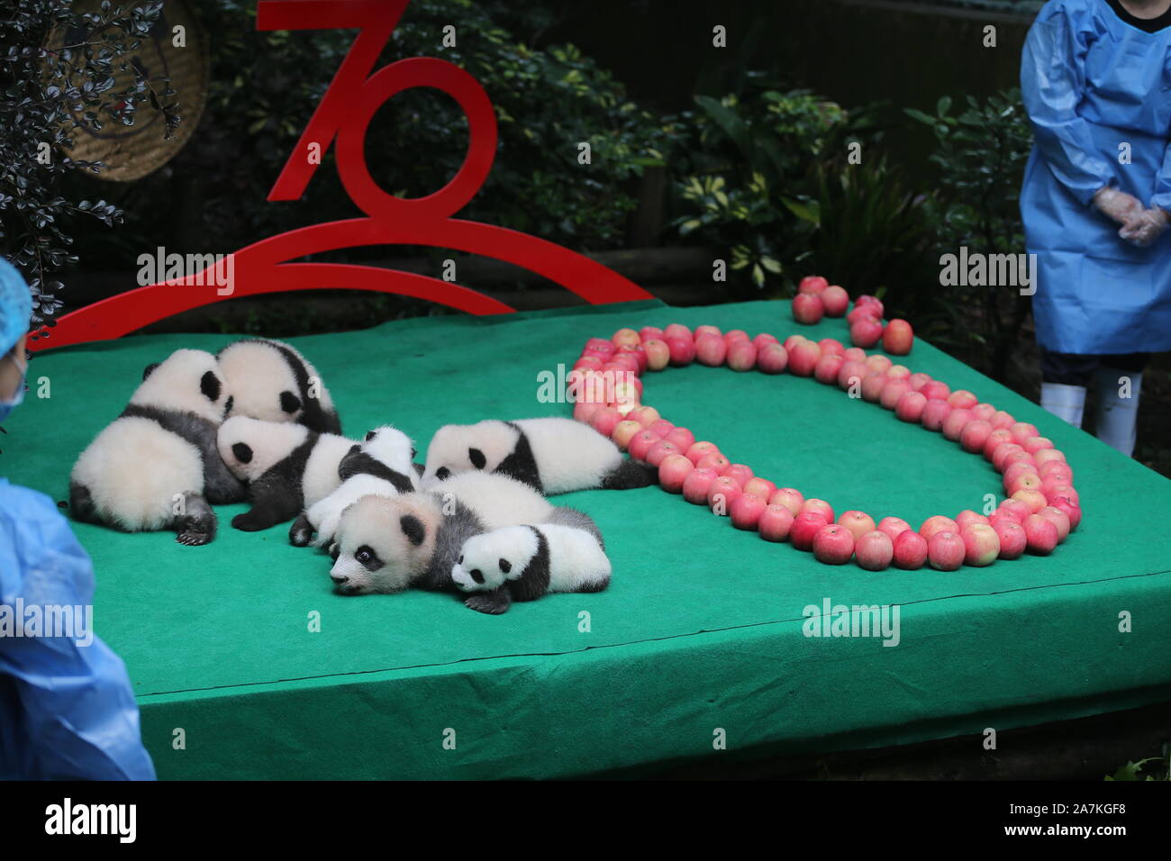 Giant panda cubs born in 2019 including world's heaviest captive-bred ...