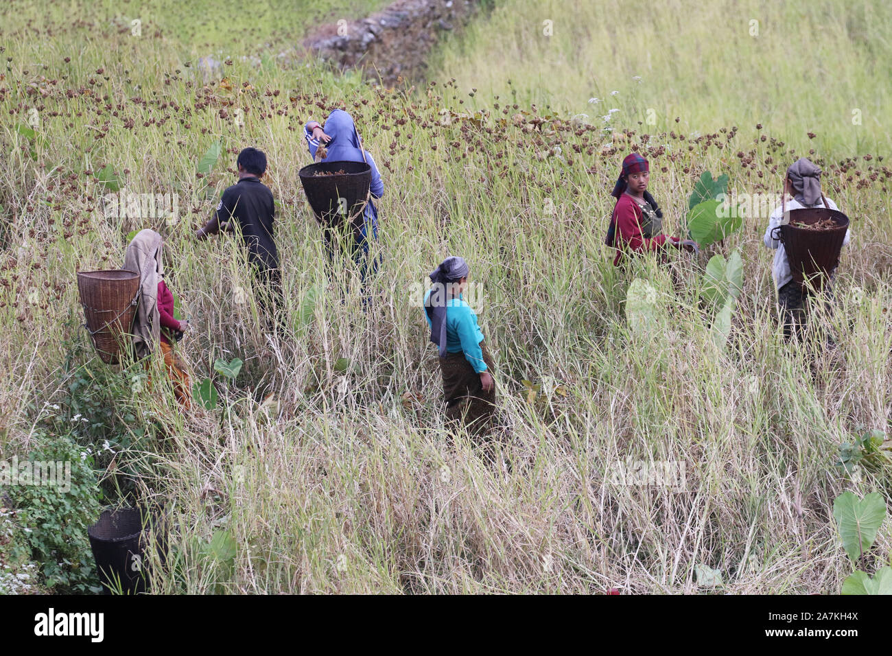Workers in fields surrounding Sikles, Himalayas, Nepal harvest Millet ...