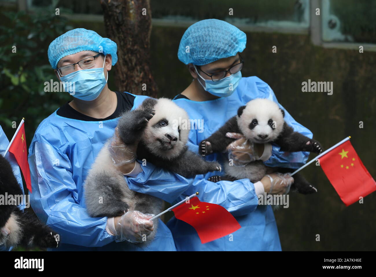 Giant panda cubs born in 2019 including world's heaviest captive-bred ...