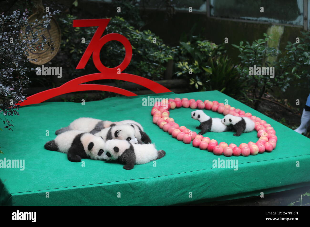 Giant panda cubs born in 2019 including world's heaviest captive-bred ...