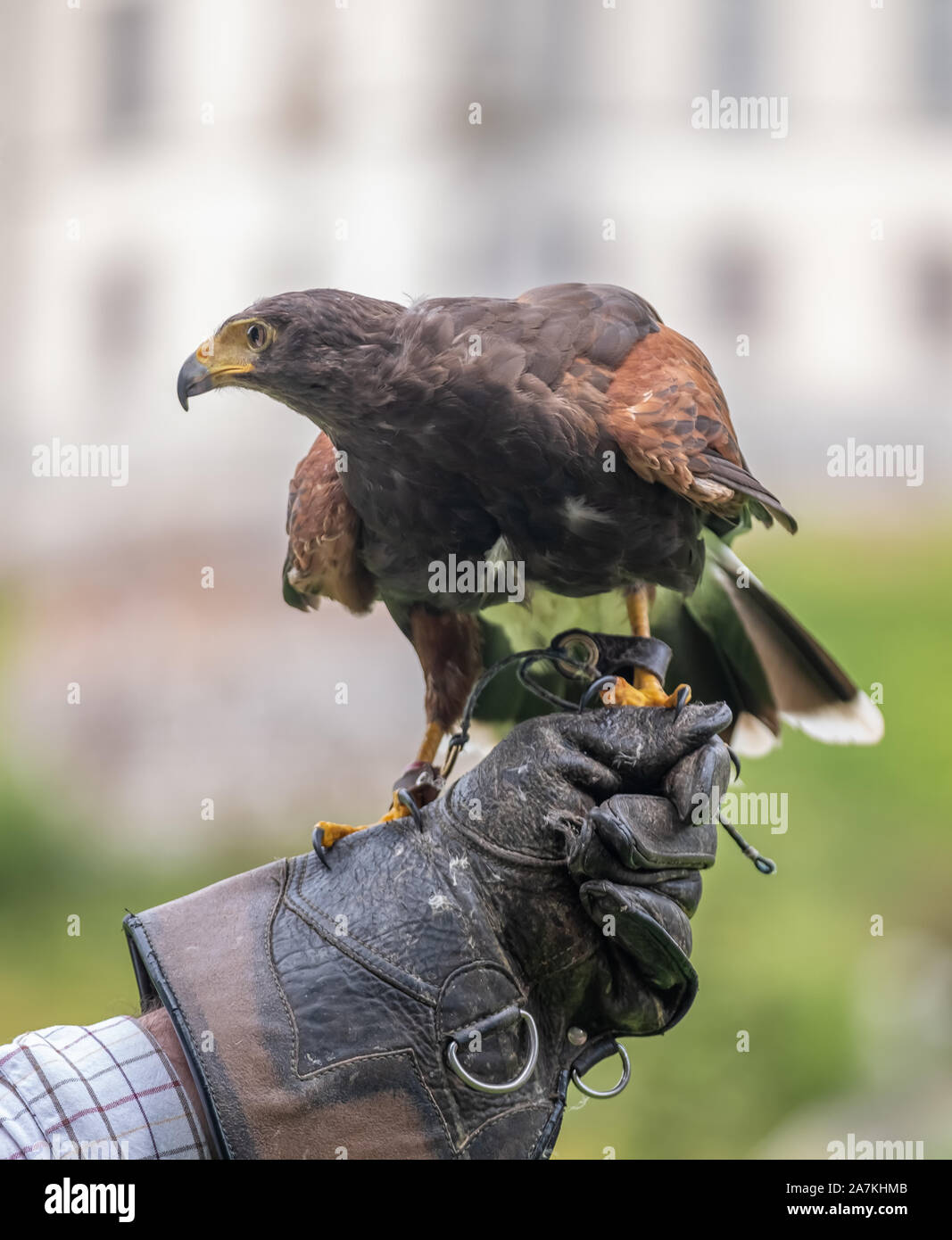 Closeup of a Harris Hawk (Parabuteo unicinctus), a medium-large bird of ...