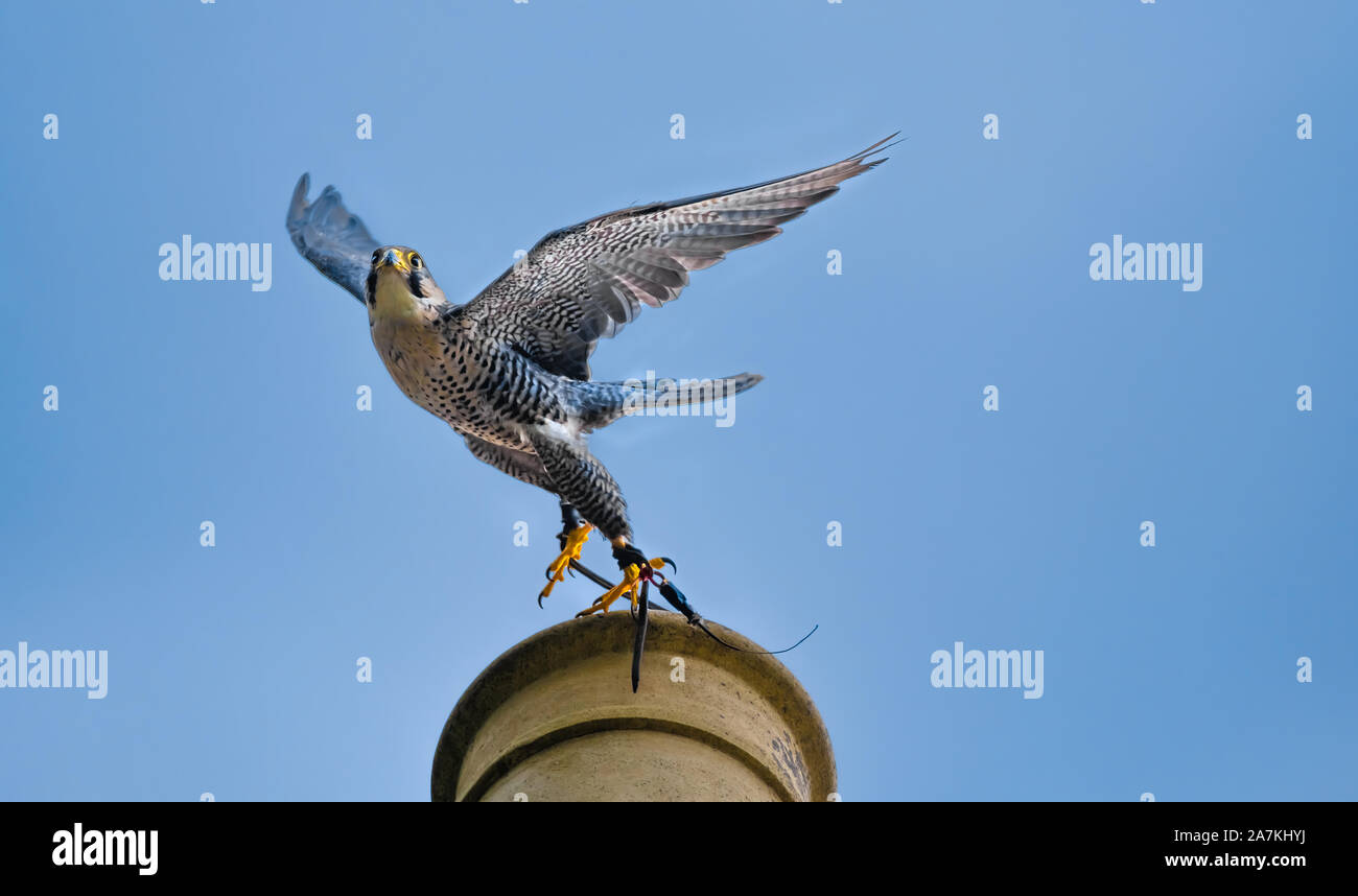 Closeup of a peregrine falcon (Falco peregrinus), a widespread bird of ...