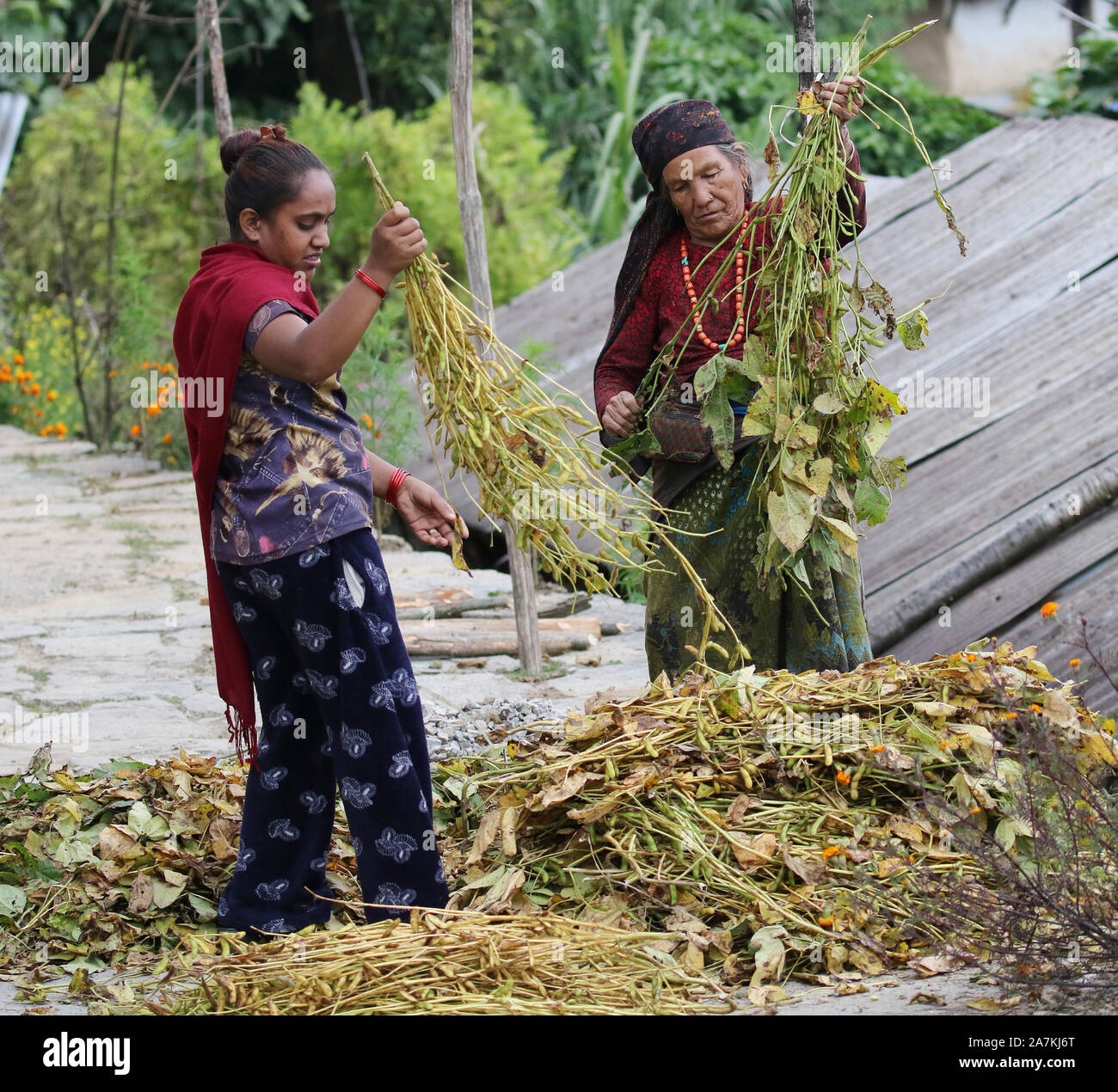 Women from the Gurung ethnic tribe sorting through Soya bean crops ...