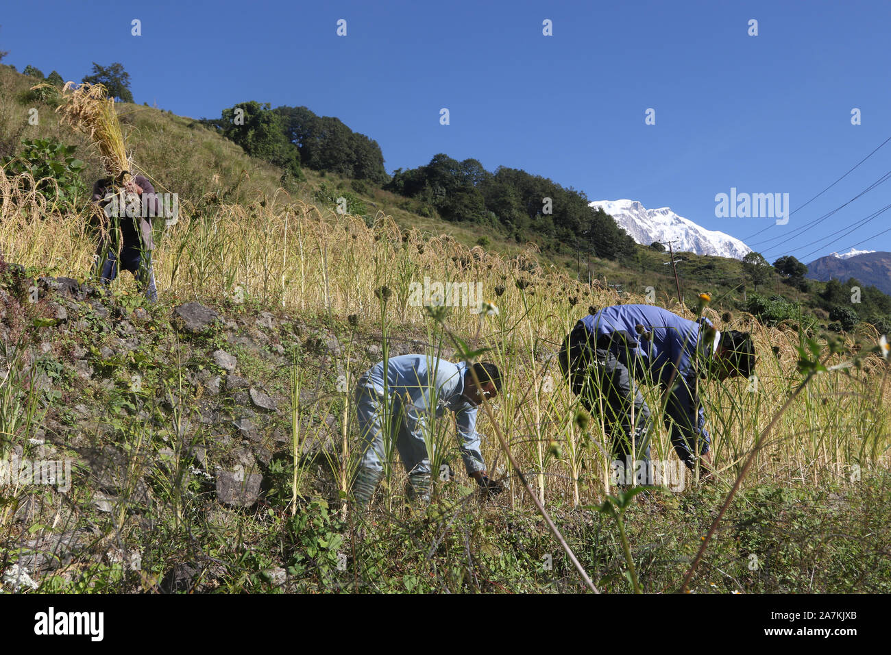 Gurung Men work in the fields surrounding Sikles, Nepal, harvesting ...