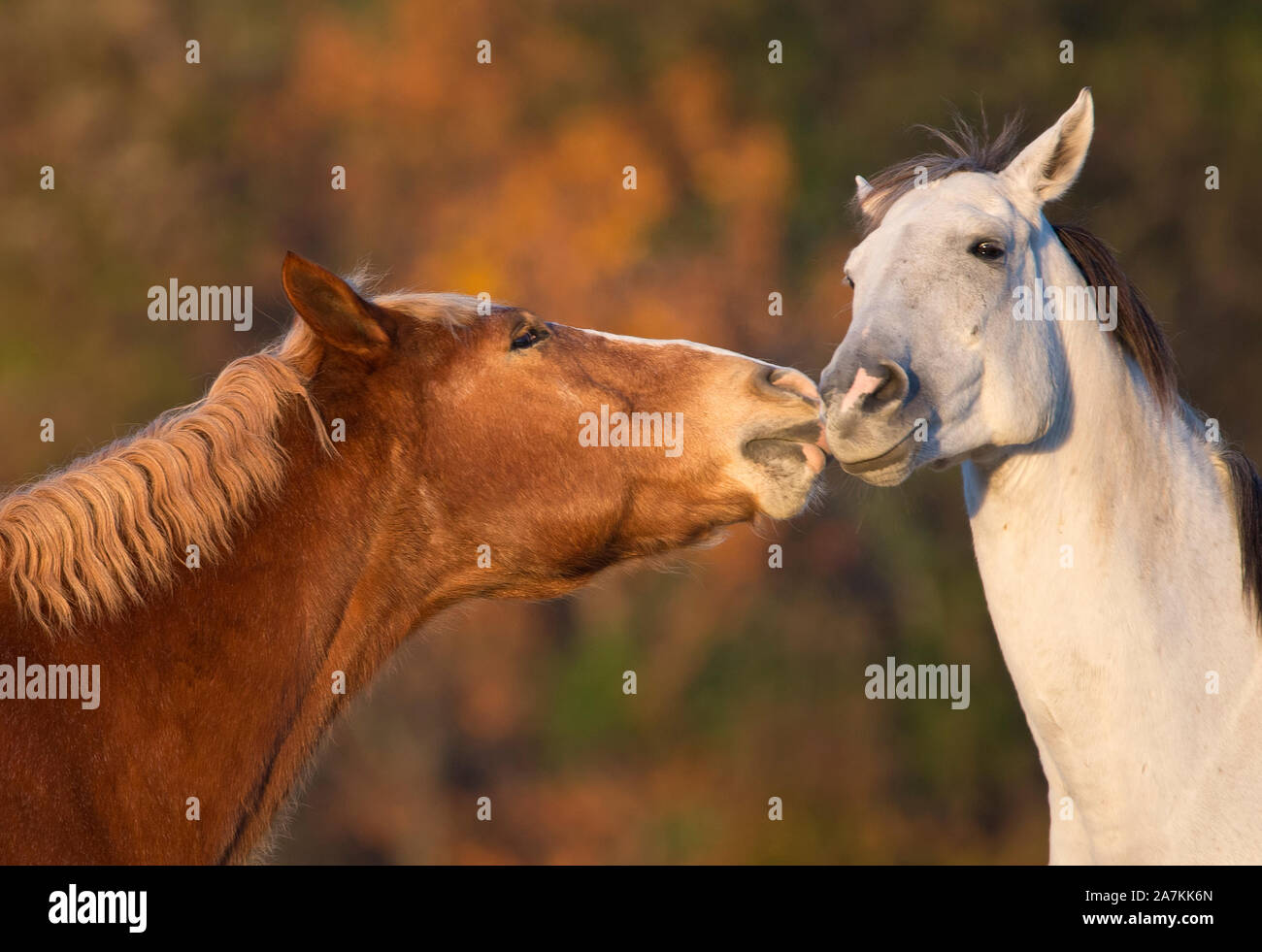 Friendship with horse hi-res stock photography and images - Alamy