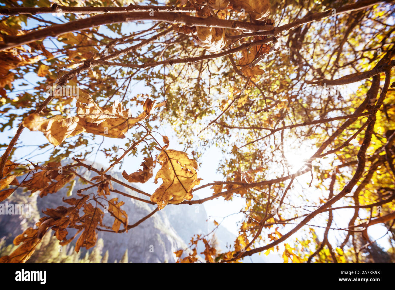 Colorful yellow leaves in Autumn season. Close-up shot. Suitable for ...