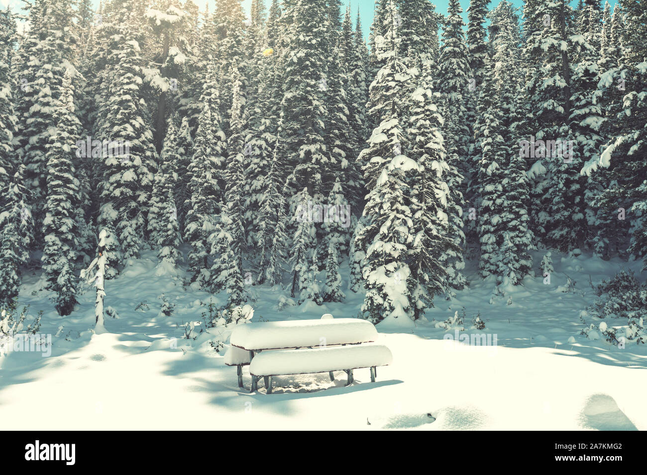 Winter scene in the forest Stock Photo - Alamy