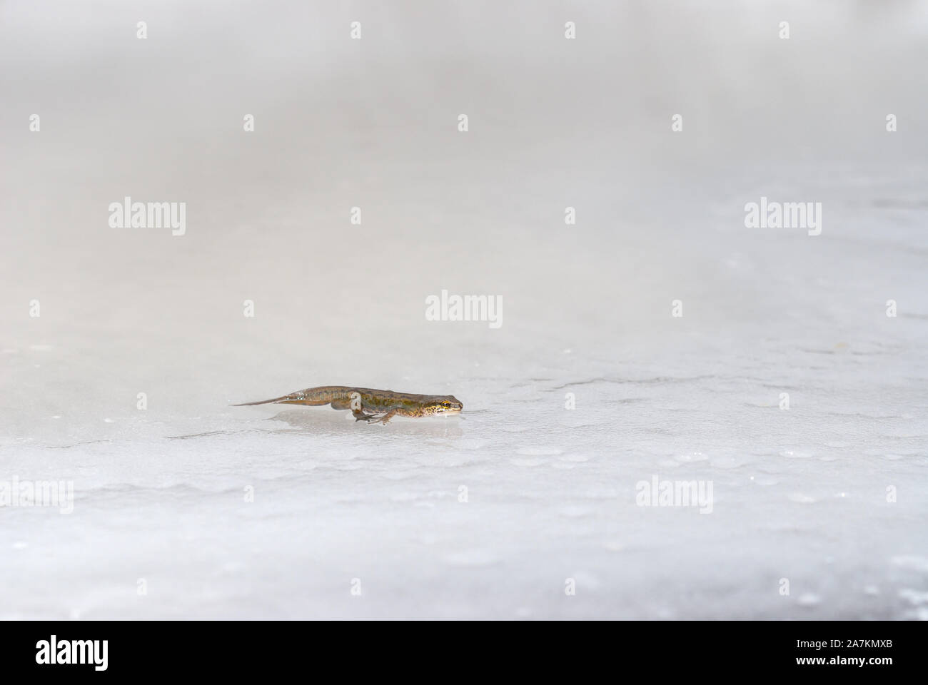 Palmate newt (lissotriton helveticus) on frozen loch in the Scottish ...