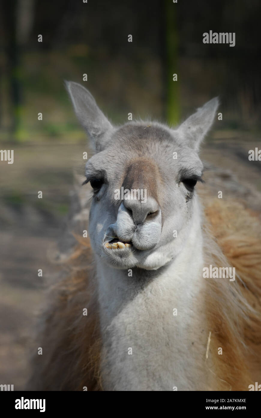 Chewing teeth hi-res stock photography and images - Alamy