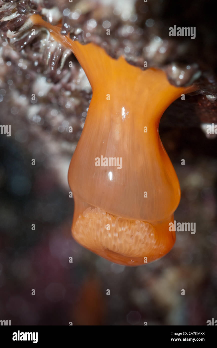 Rock pool sea anemone hi-res stock photography and images - Alamy