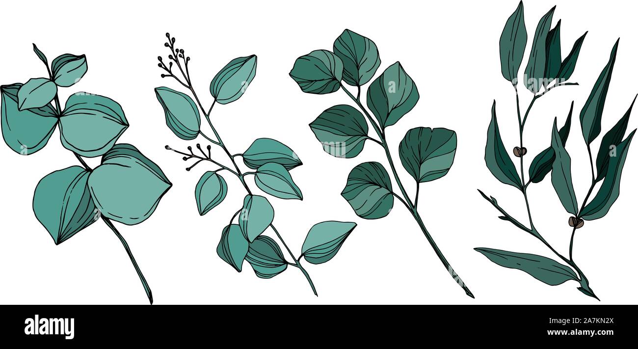 Vector Eucalyptus tree leaves. Black and white engraved ink art ...