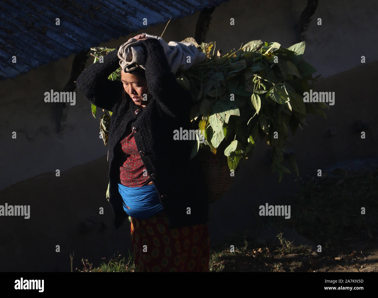 A member of the Gurung tribe carries crops on her back in the village ...