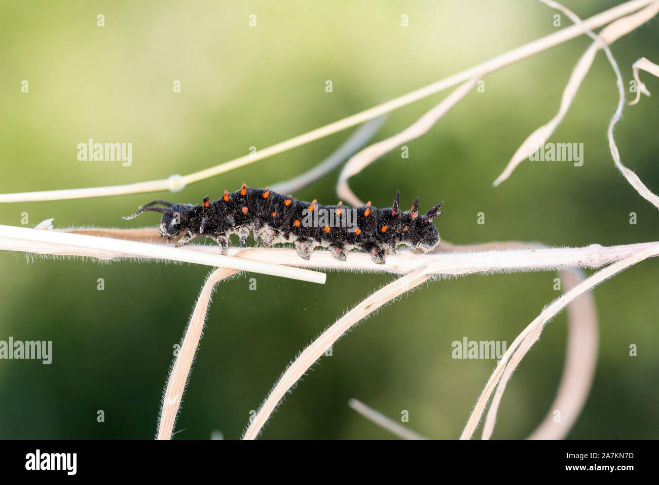 Swallowtail butterfly larva crawling on a stick Stock Photo - Alamy