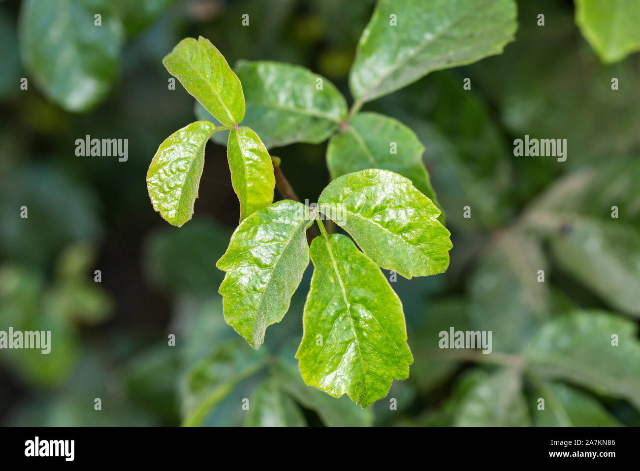 Poison oak leaves and berries on a tree in the forest Stock Photo - Alamy