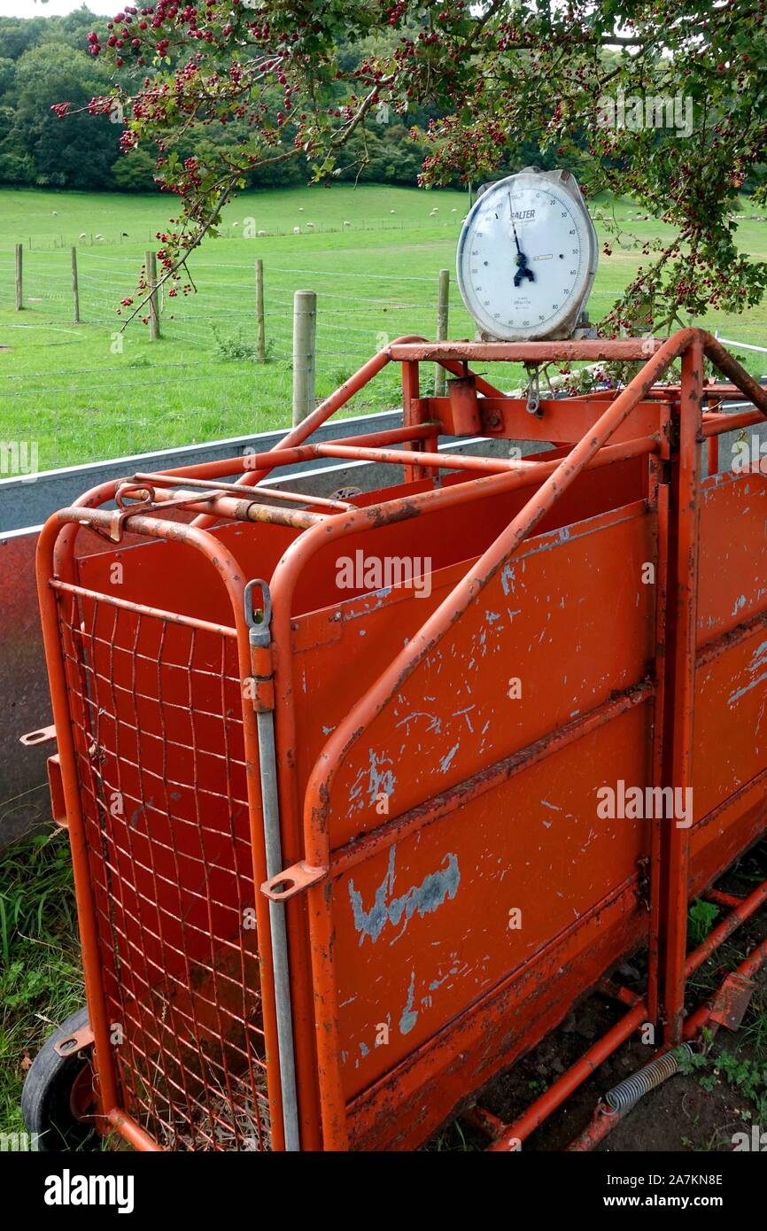 Weighing a farm animal hi-res stock photography and images - Alamy