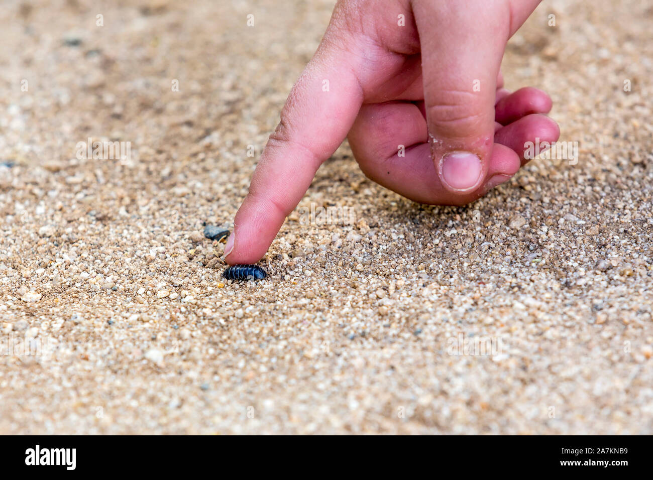 Child touching a potato bug as it crawls Stock Photo - Alamy