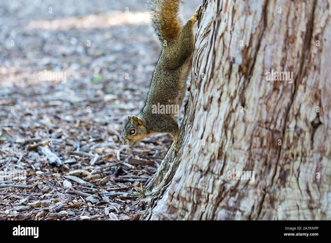 Red devil squirrel hi-res stock photography and images - Alamy