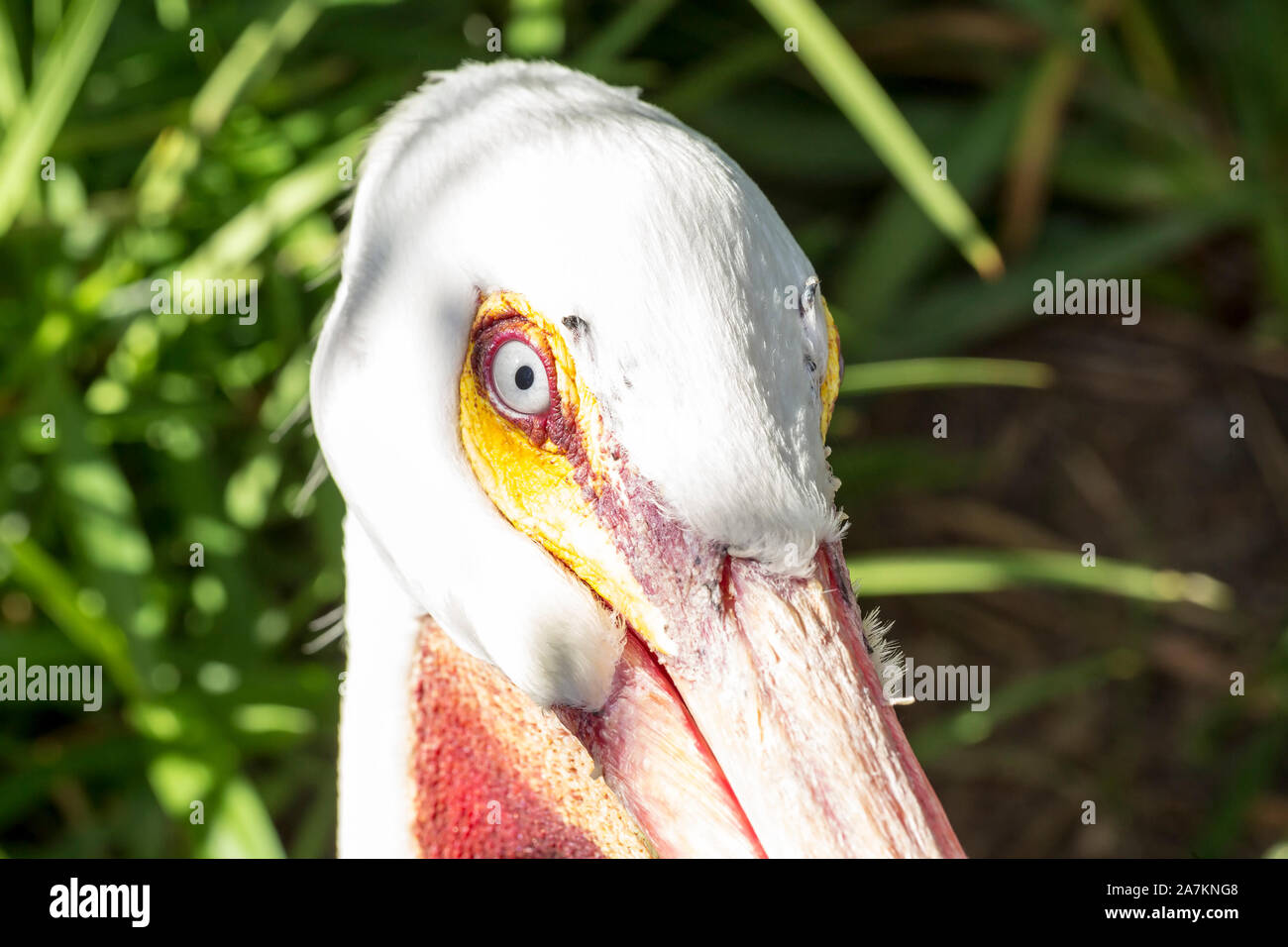 Angry glares hi-res stock photography and images - Alamy