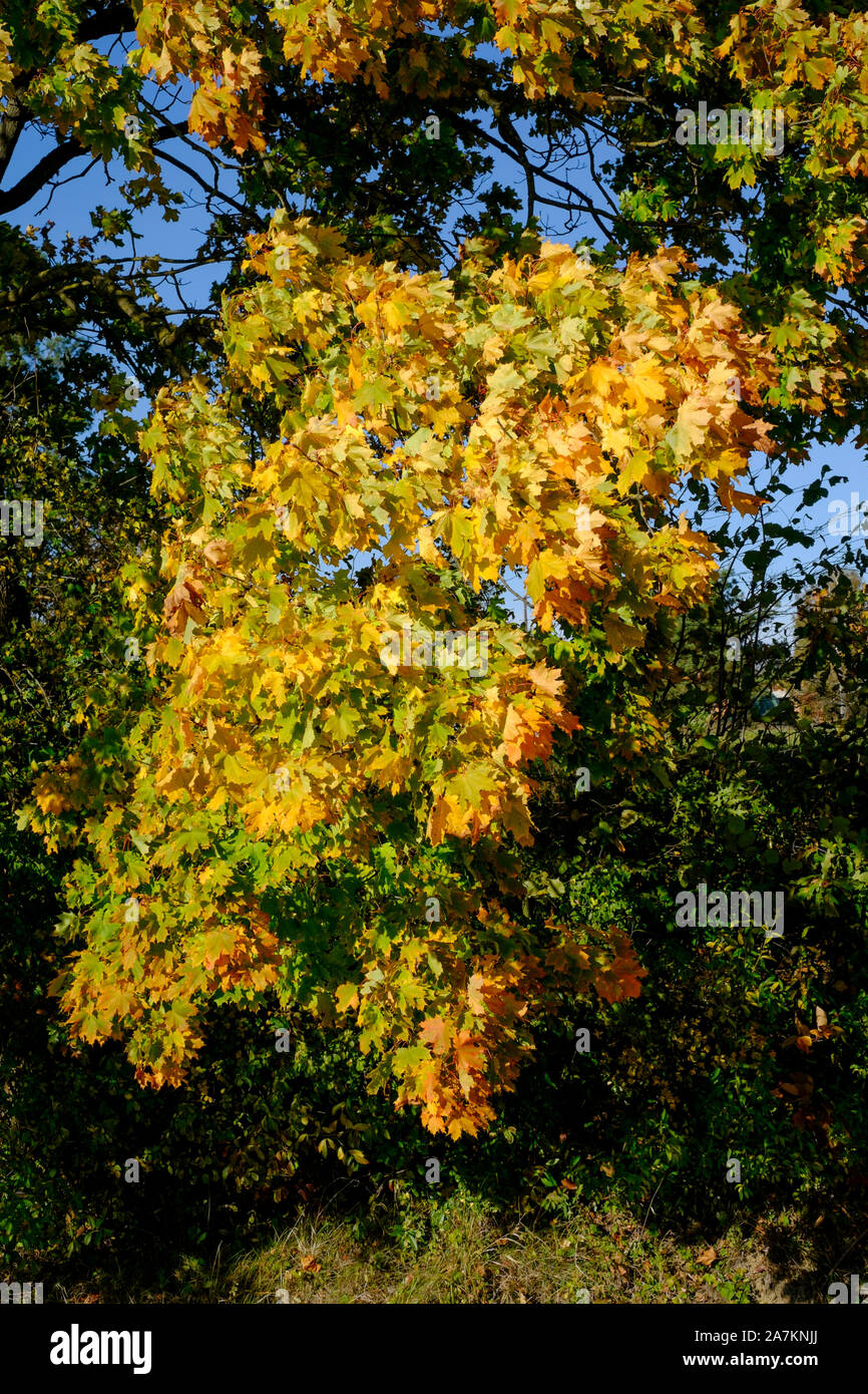 brightly coloured autumn foliage of a sycamore tree acer pseudoplatanus ...