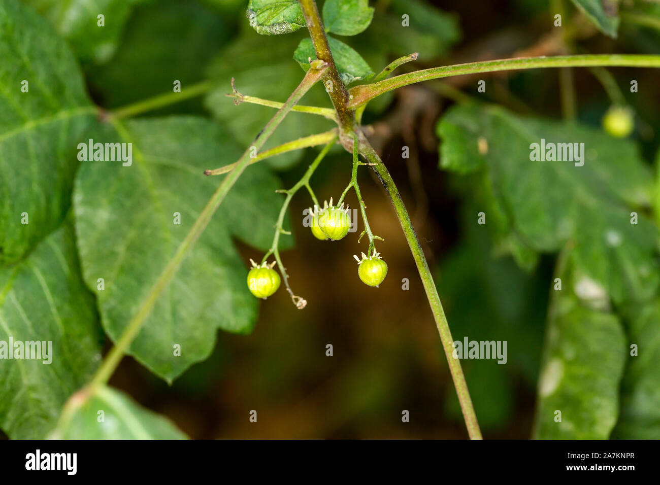 Poison oak leaves and berries on a tree in the forest Stock Photo - Alamy