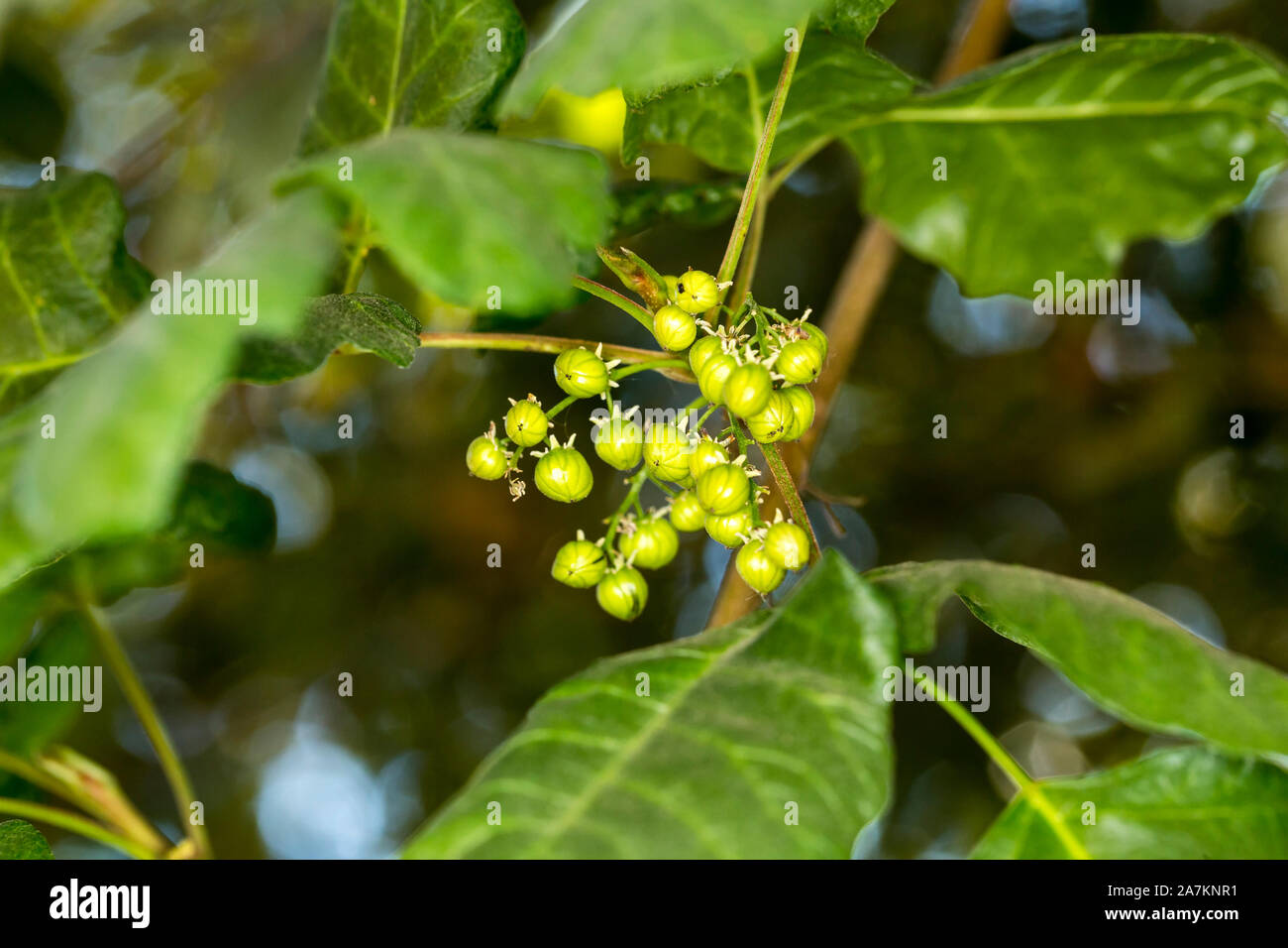 Poison oak leaves and berries on a tree in the forest Stock Photo - Alamy