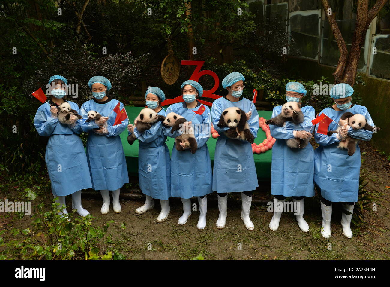 The staff woking at the Chengdu Research Base of Giant panda Breeding ...
