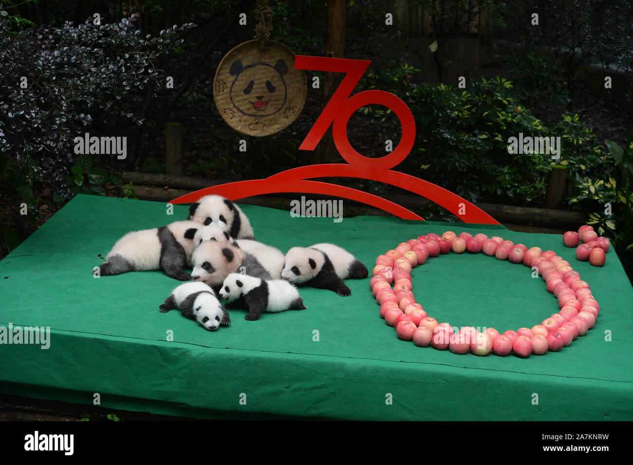 Pandas crawl on the display stand in Chengdu Research Base of Giant ...