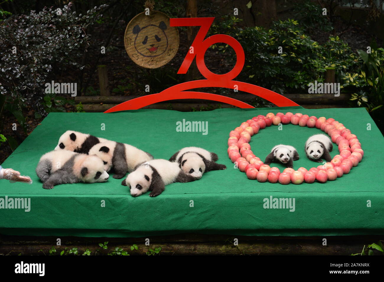 The staff woking at the Chengdu Research Base of Giant panda Breeding ...