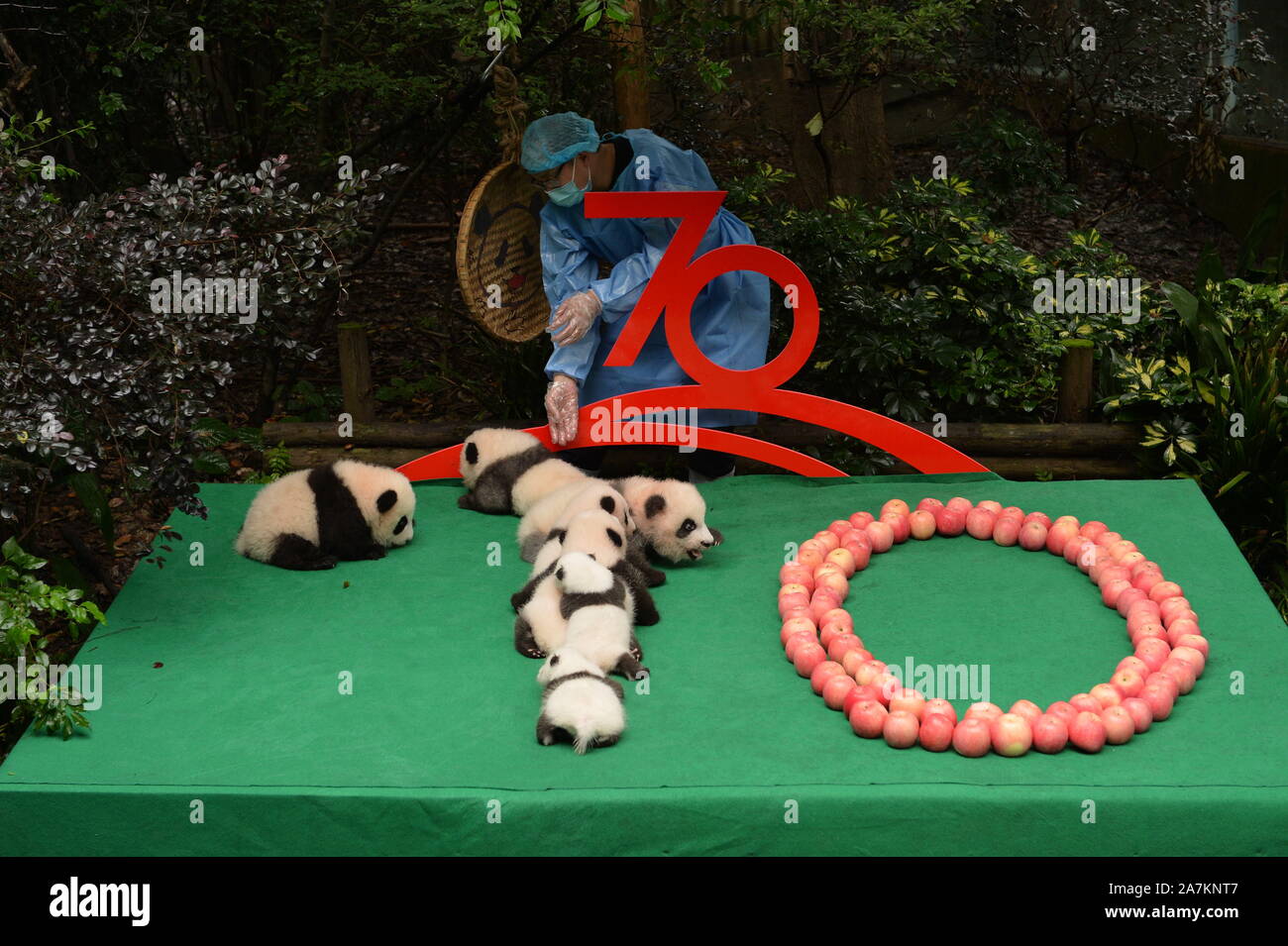 The staff woking at the Chengdu Research Base of Giant panda Breeding ...