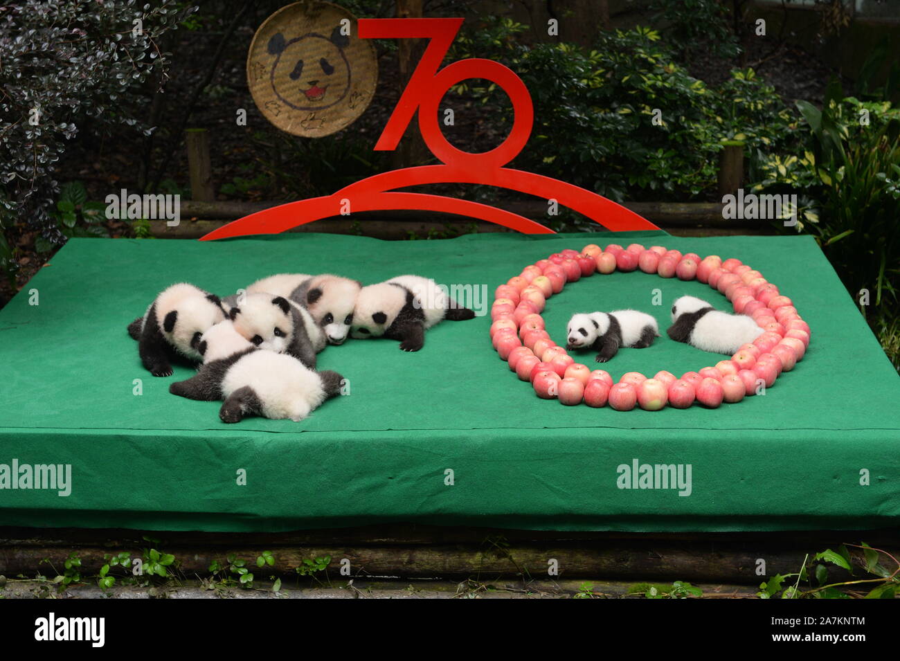 Pandas crawl on the display stand in Chengdu Research Base of Giant ...