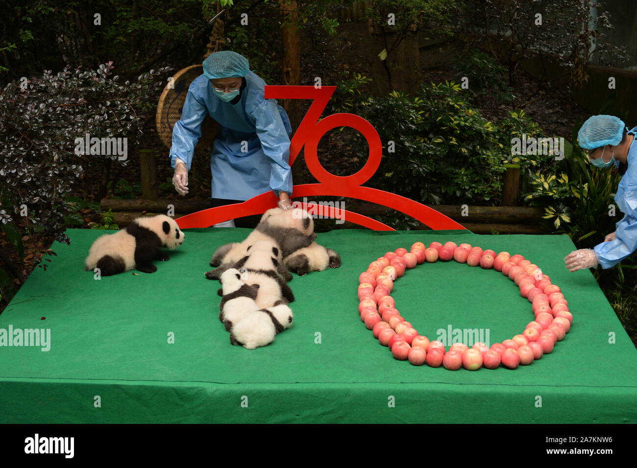 The staff woking at the Chengdu Research Base of Giant panda Breeding ...