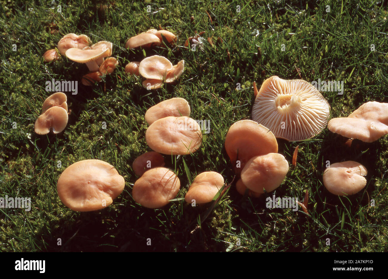 Wax cap fungi hi-res stock photography and images - Alamy