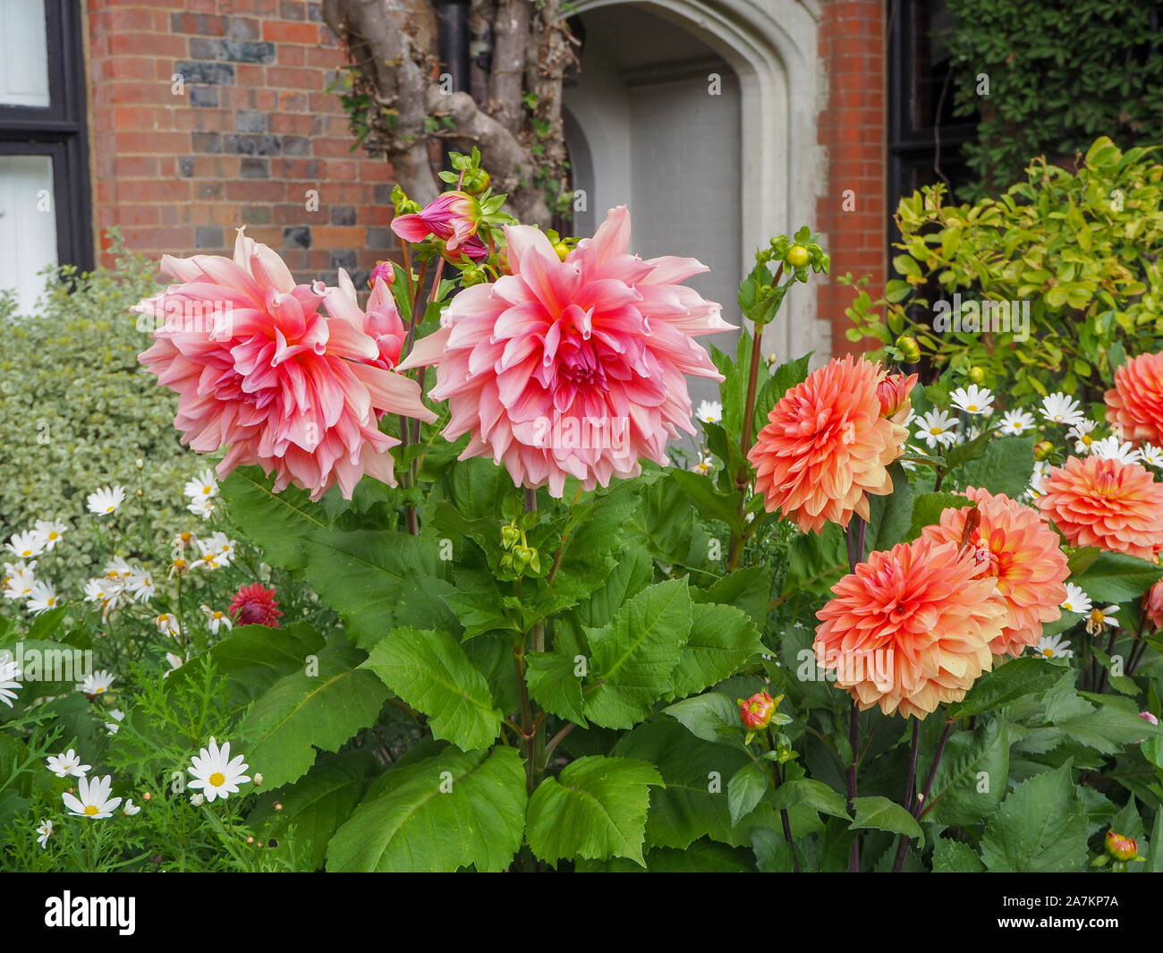 Dahlia ‘otto’s thrill ’ hi-res stock photography and images - Alamy