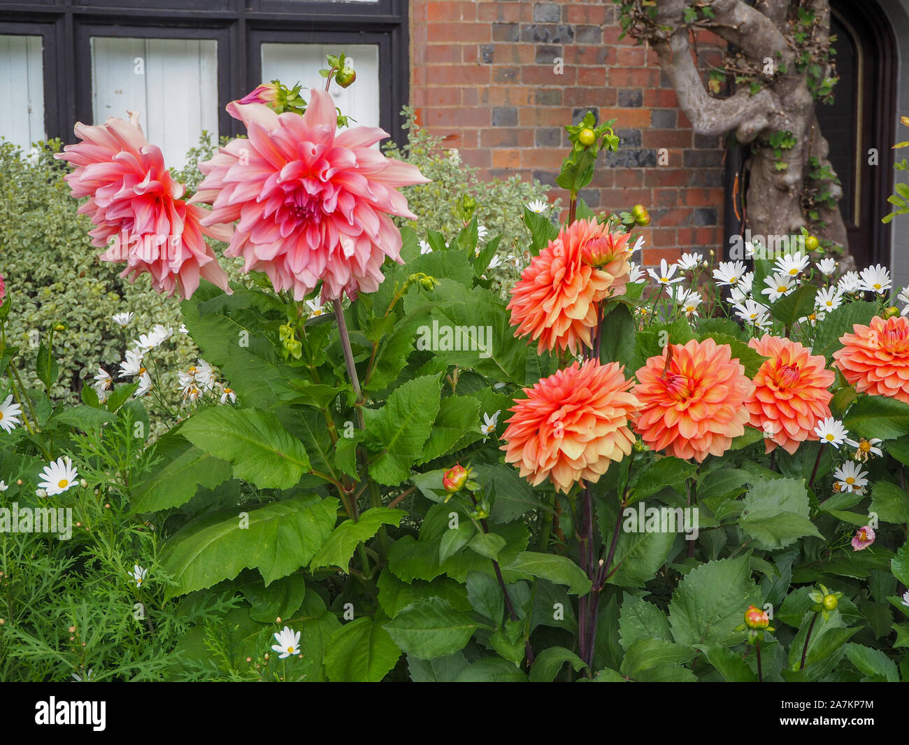 Beautiful peach and pink tones of Dahlia 'Otto's Thrill' and Dahlia ...