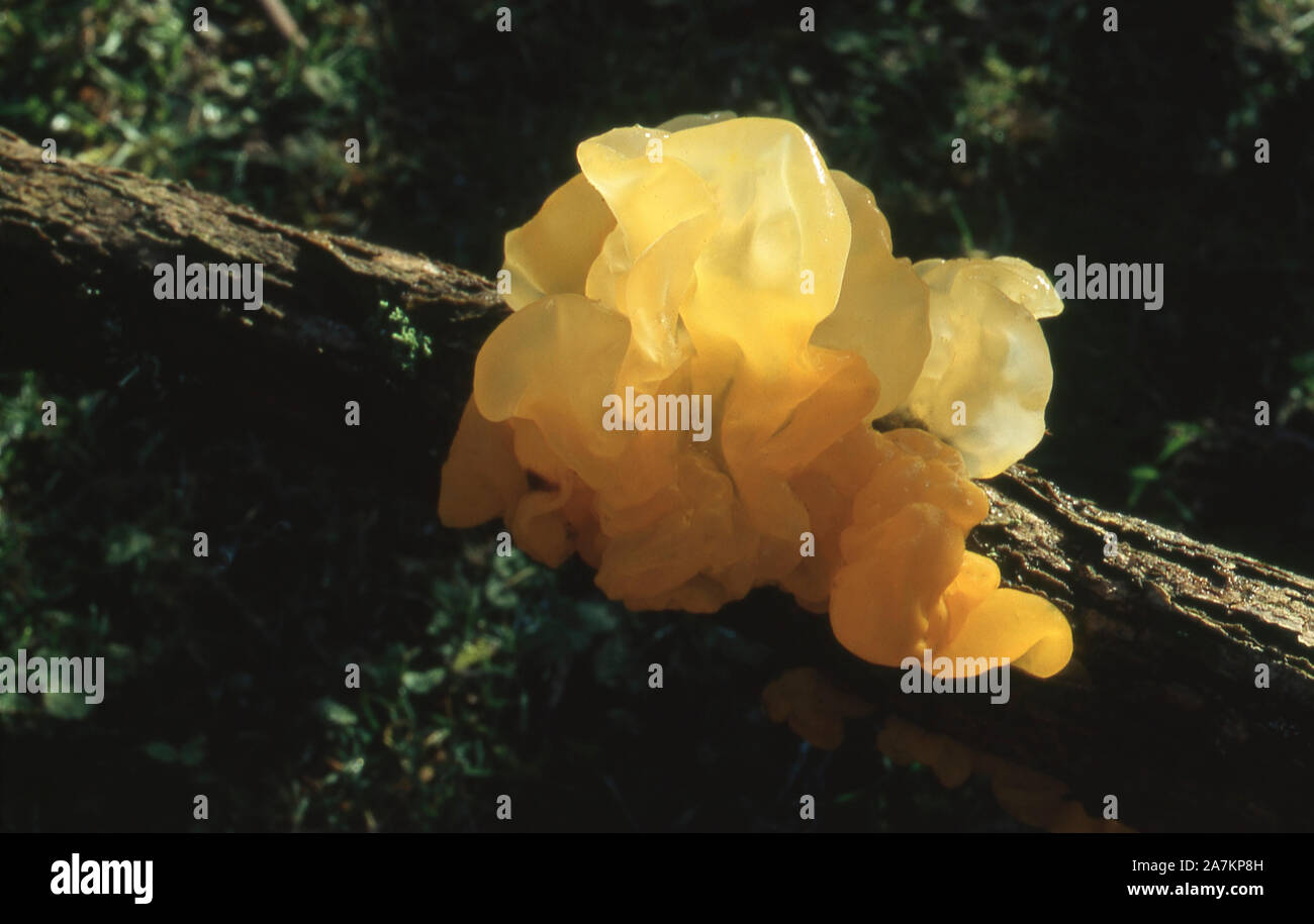FUNGI; YELLOW BRAIN FUNGUS; TREMELLA MESENTERICA Stock Photo - Alamy