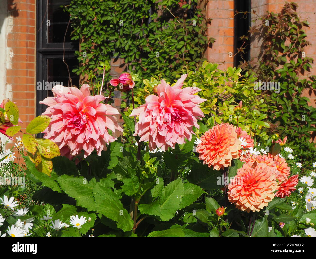 Foliage garden plant plants peach pink coloured leaf leaves hi-res ...