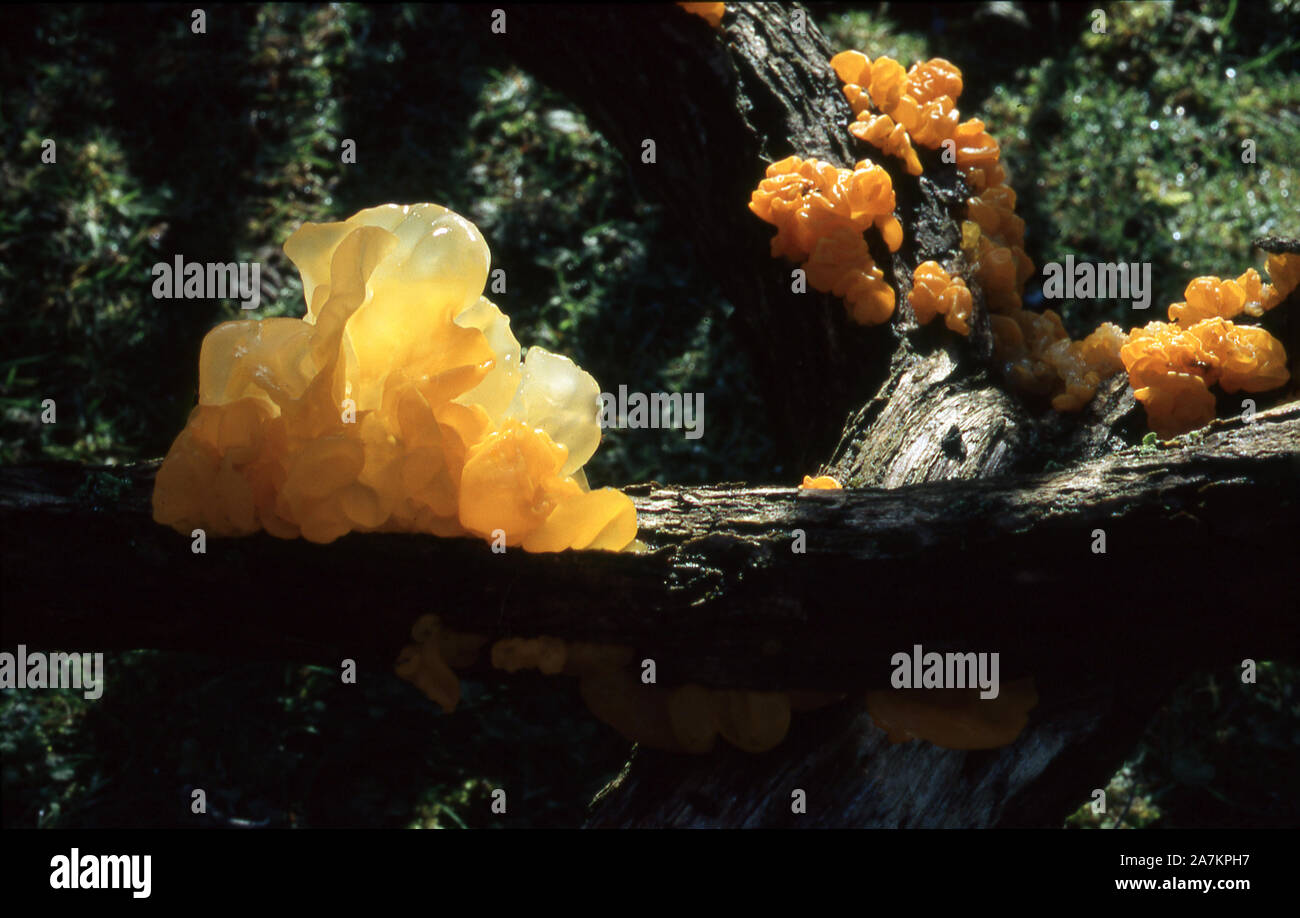 FUNGI; YELLOW BRAIN FUNGUS; TREMELLA MESENTERICA Stock Photo - Alamy