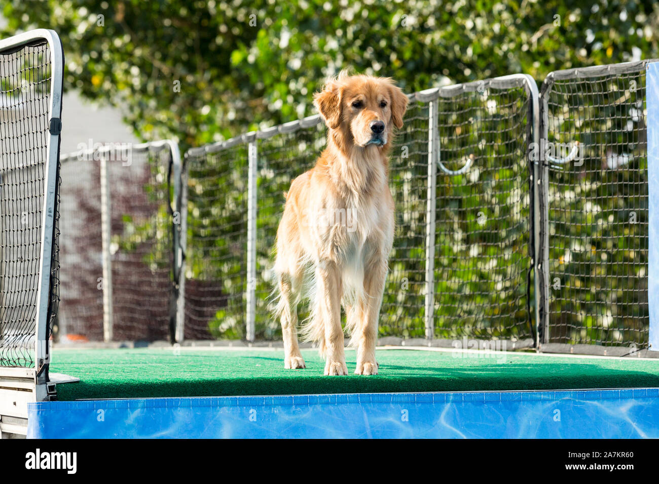 Dog ready to jump hi-res stock photography and images - Alamy