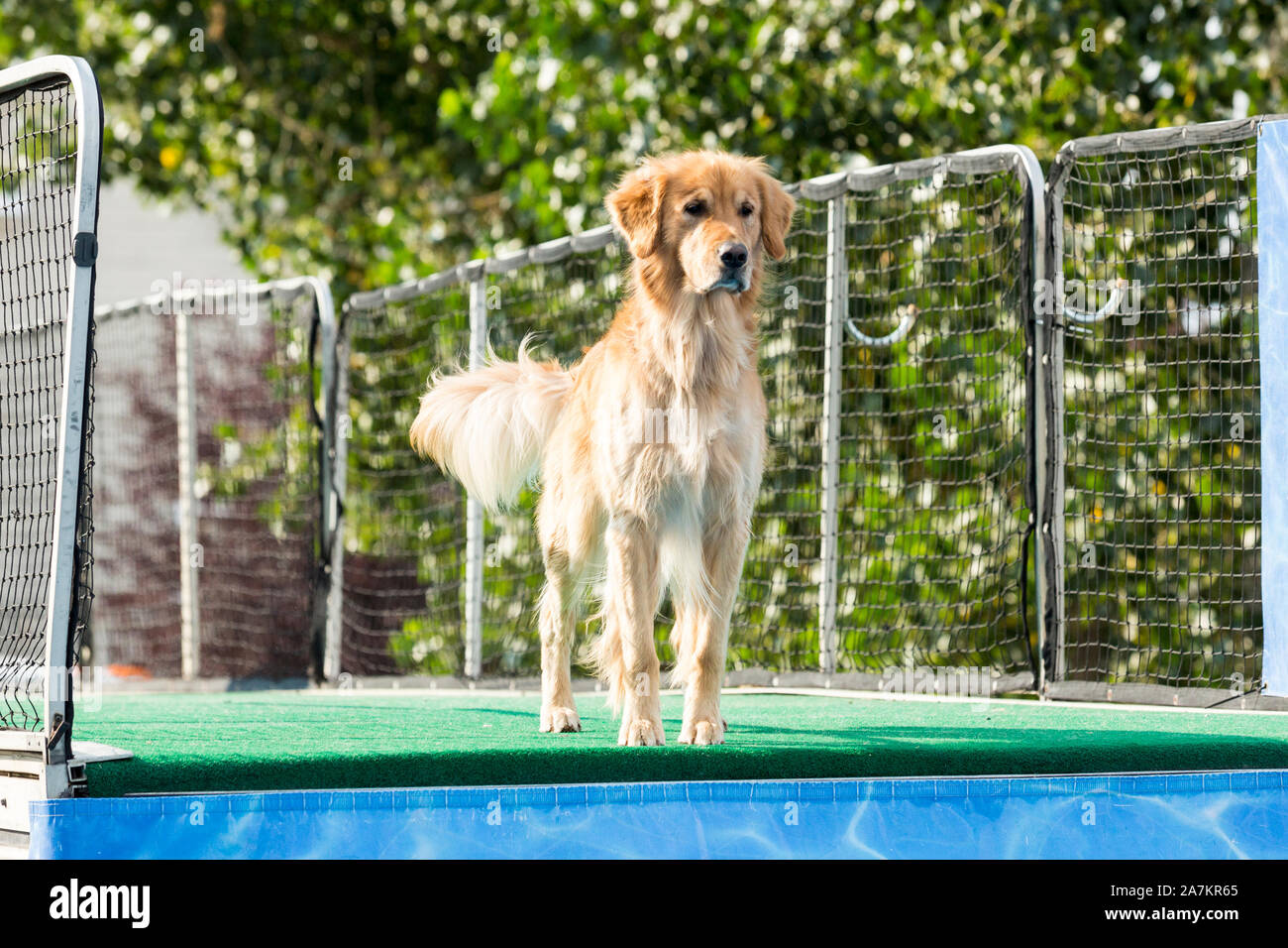 Dog ready to jump into pool at splash challenge Stock Photo - Alamy