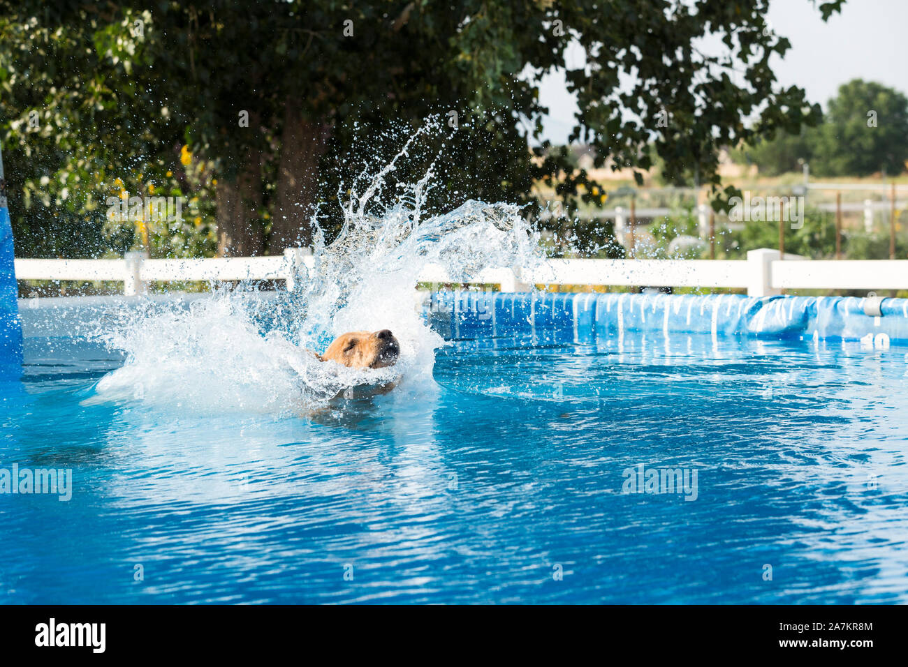Dog making a big splash jumping in pool Stock Photo - Alamy