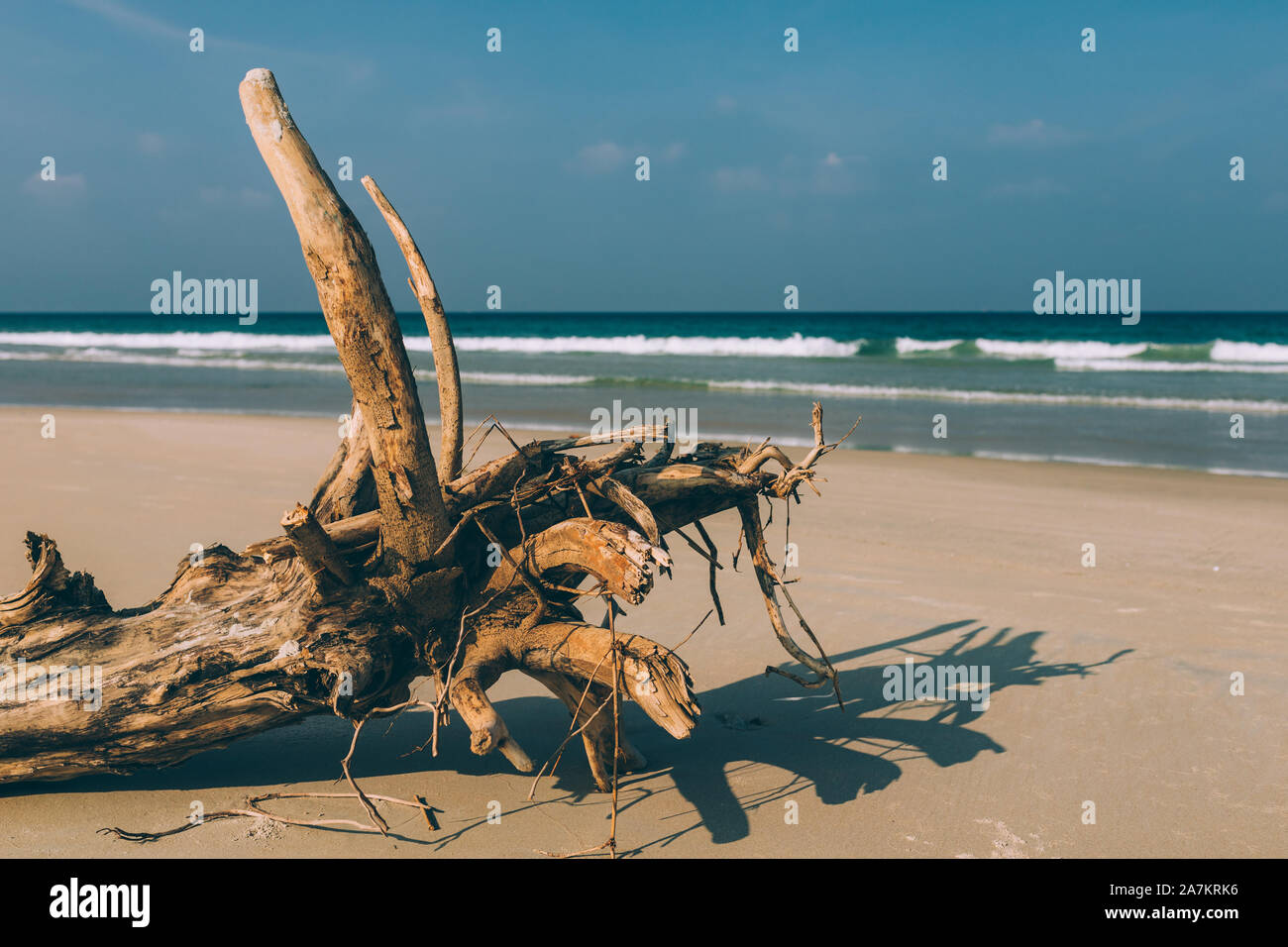 Dry tree, the root lies on the shore of a sandy empty beach, empty ...