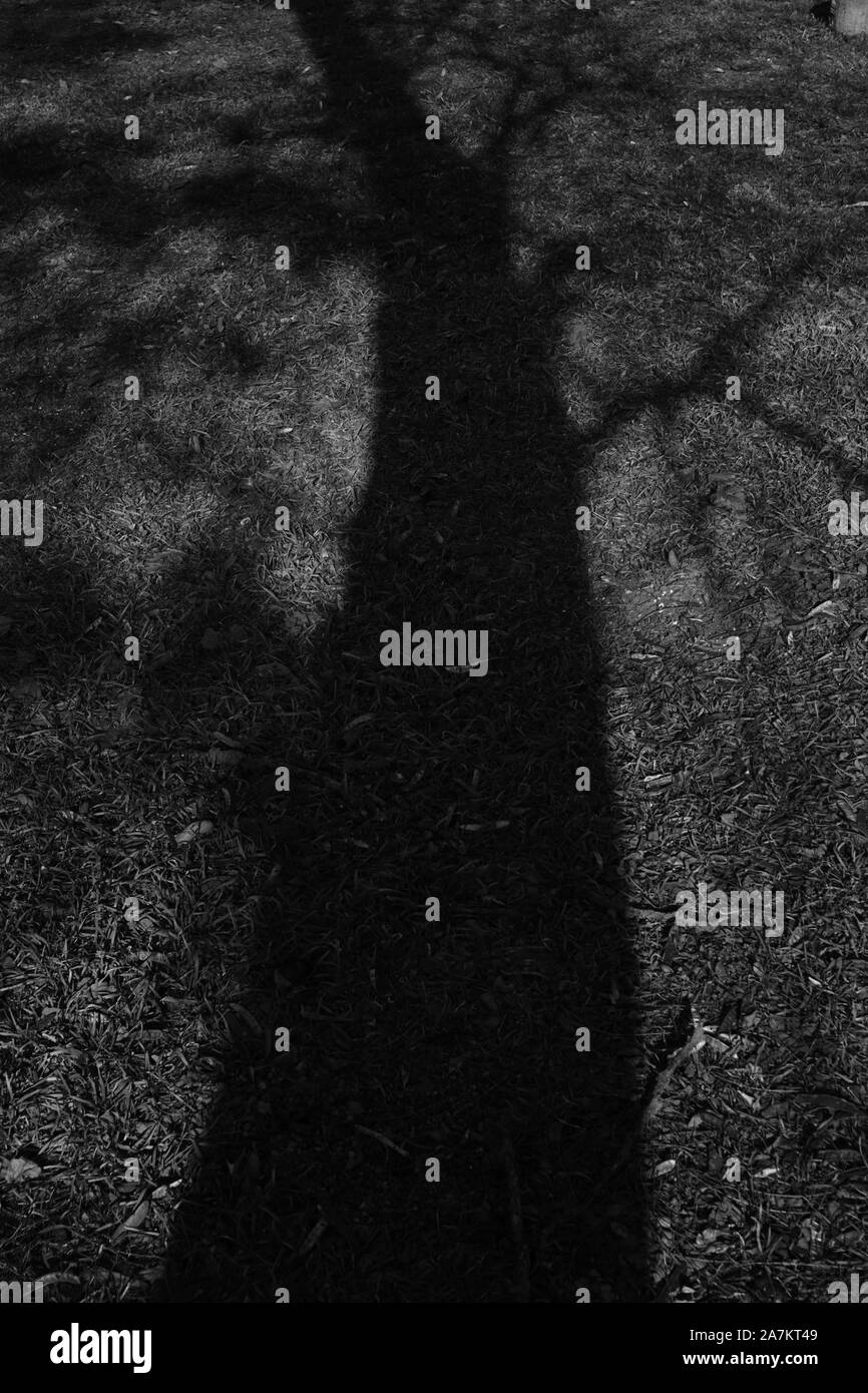 shadow of a large bare tree on the ground with grass and leaves Stock ...