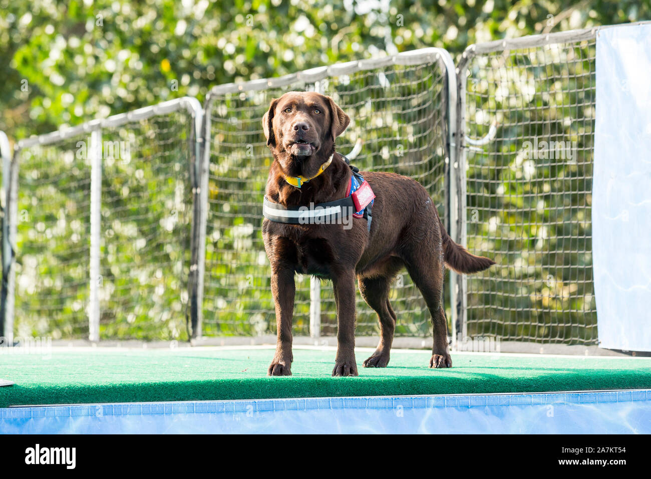 Dog ready to jump into pool at splash challenge Stock Photo - Alamy