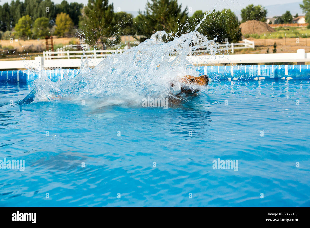 Lab jumping in water hi-res stock photography and images - Alamy
