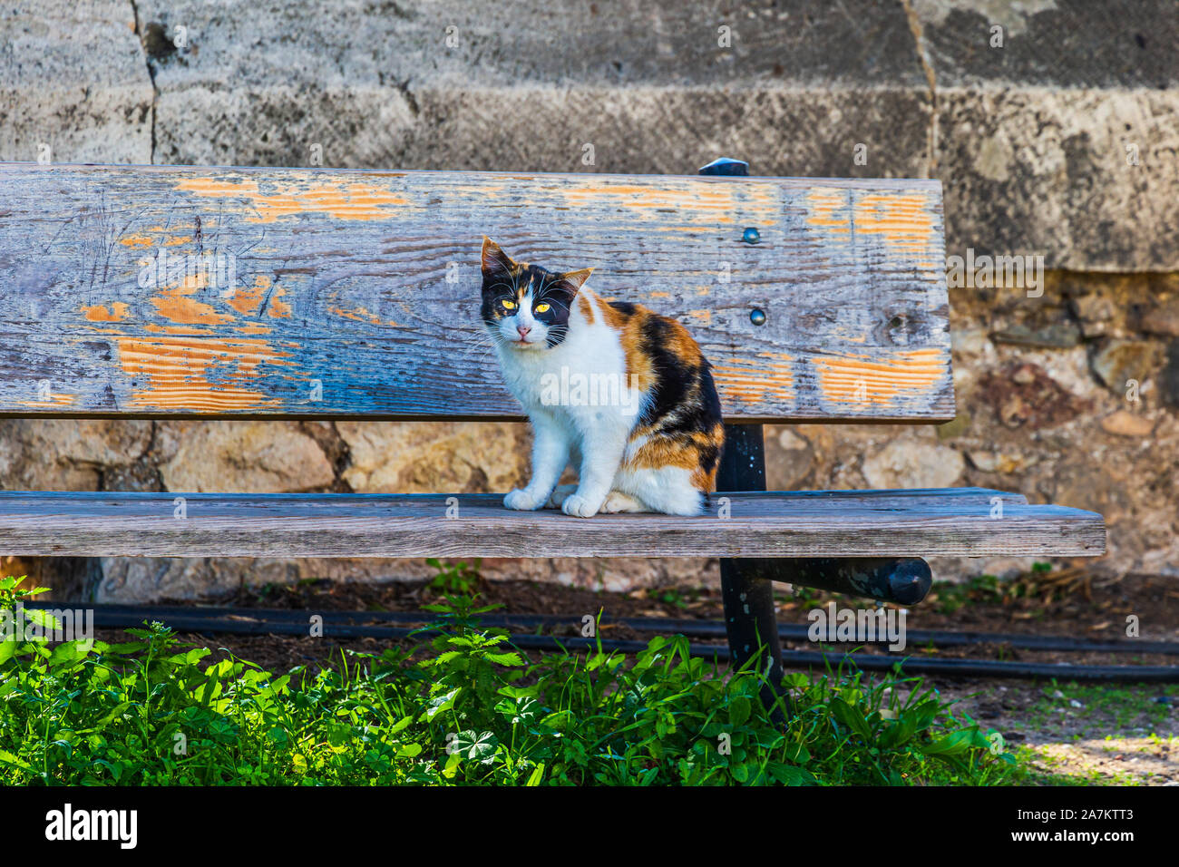 Greek calico cat sitting on a bench Stock Photo - Alamy